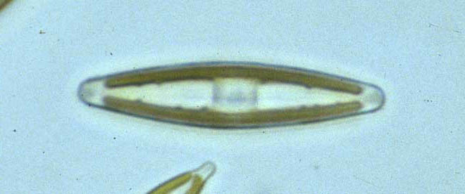 Diatom of the Month – May 2017: Navicula lanceolata
