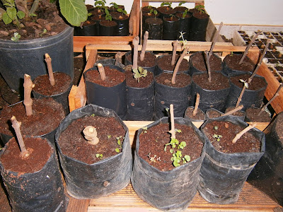 Zelando pela Chacrona e pelo Jagube: Estacas de Caupuri