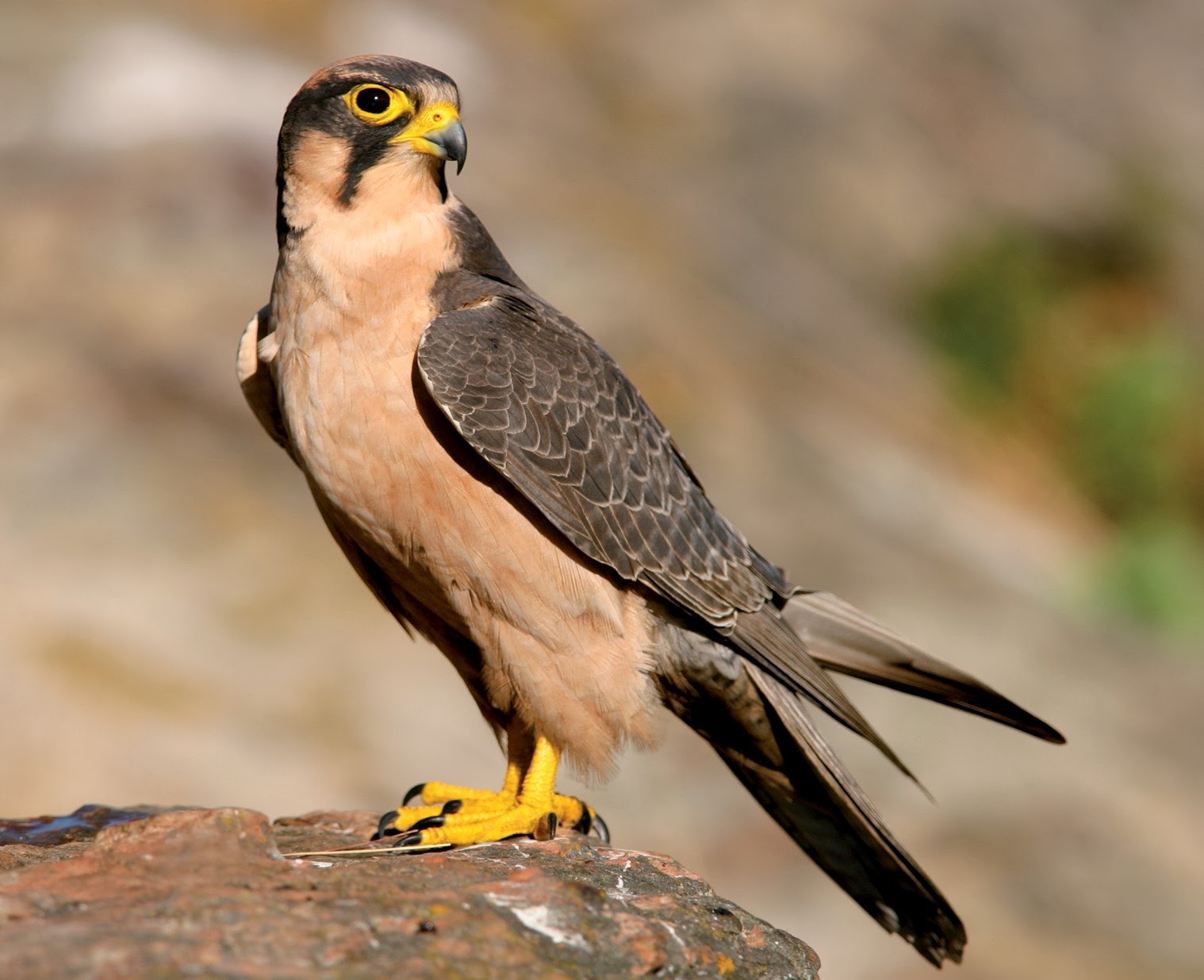 Andy foto natura: Halcones