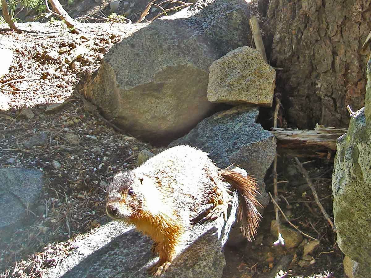 Camera Trap Codger: September 2013