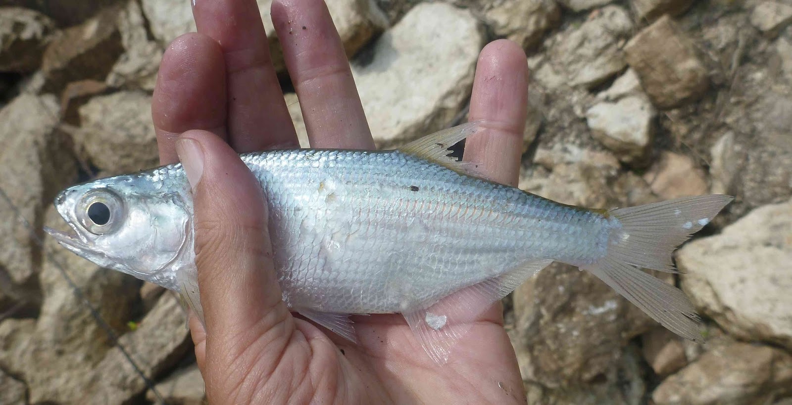Manitoba Fish Species on the Fly: Two new species...