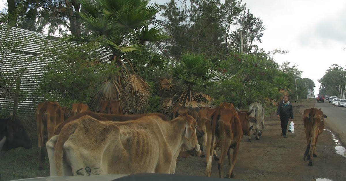 Starving Cattle and Hungry Missionaries ~ Our Mission in Kenya