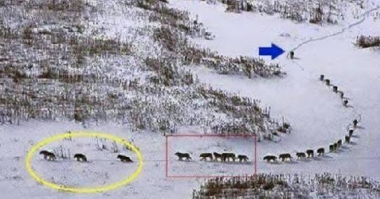 Mata Boatos: A organização de uma alcateia durante a marcha