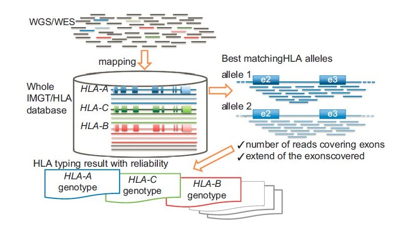 パックマンの挑戦 － PacBioシークエンサー: PacBioでHLAシークエンス