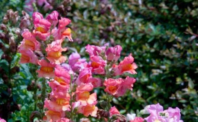 Unik Bunga Tengkorak yang Dipercaya Bisa Bikin Awet Muda