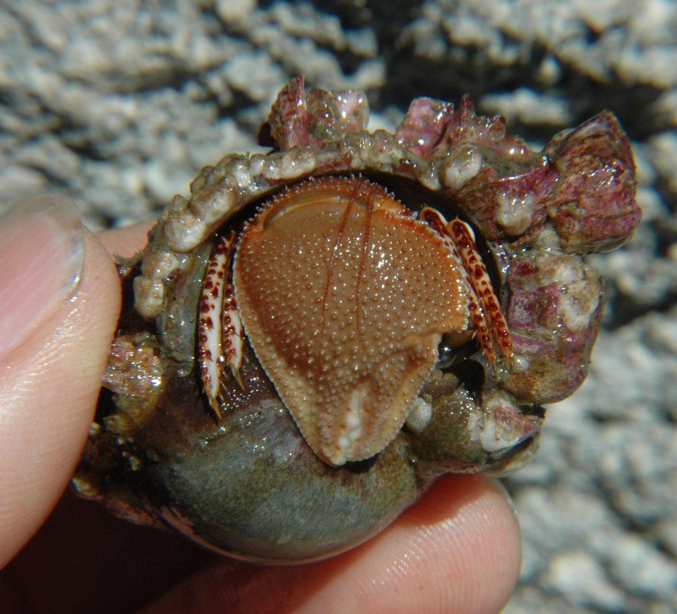 Real Monstrosities: Widehand Hermit Crab