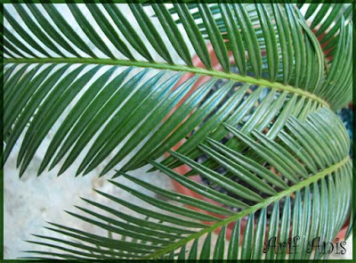 Nazarudin Latif Blog's: Morfologi Pakis haji (Cycas rumpii)