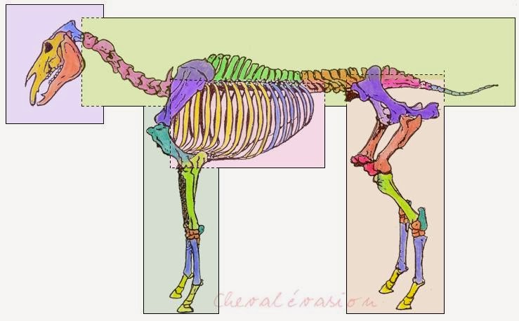 Cheval évasion: Le squelette du cheval