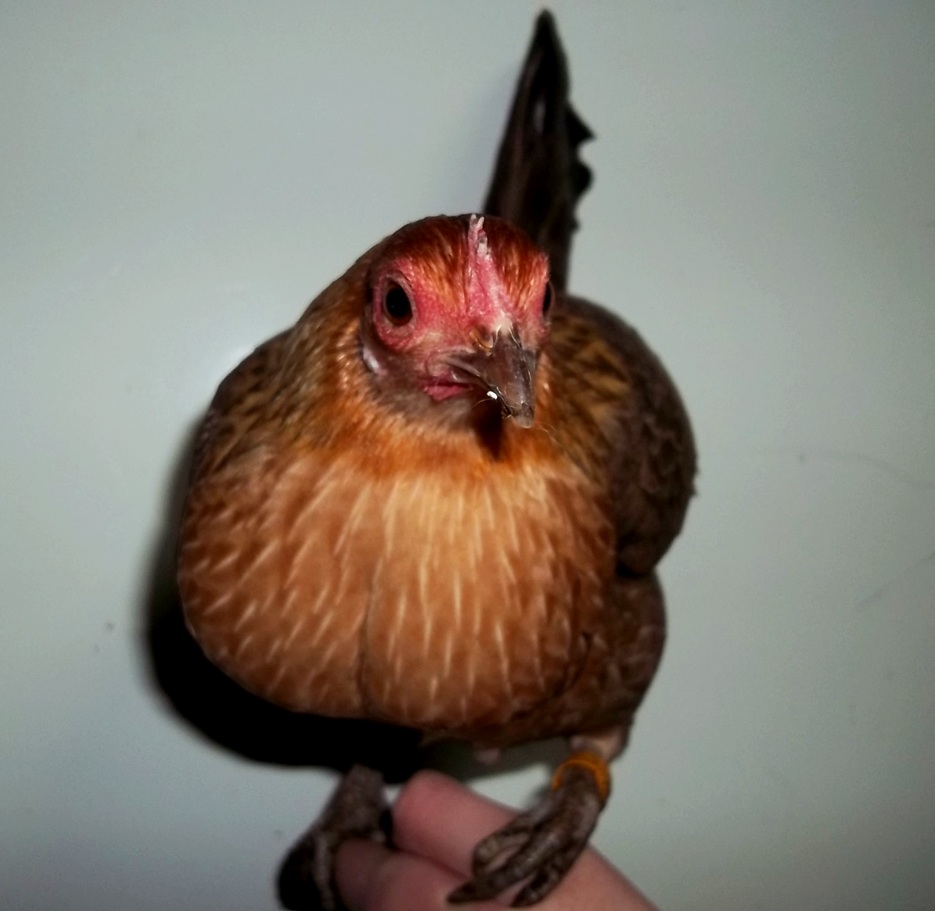 Abby & Anna's Chicken Blog