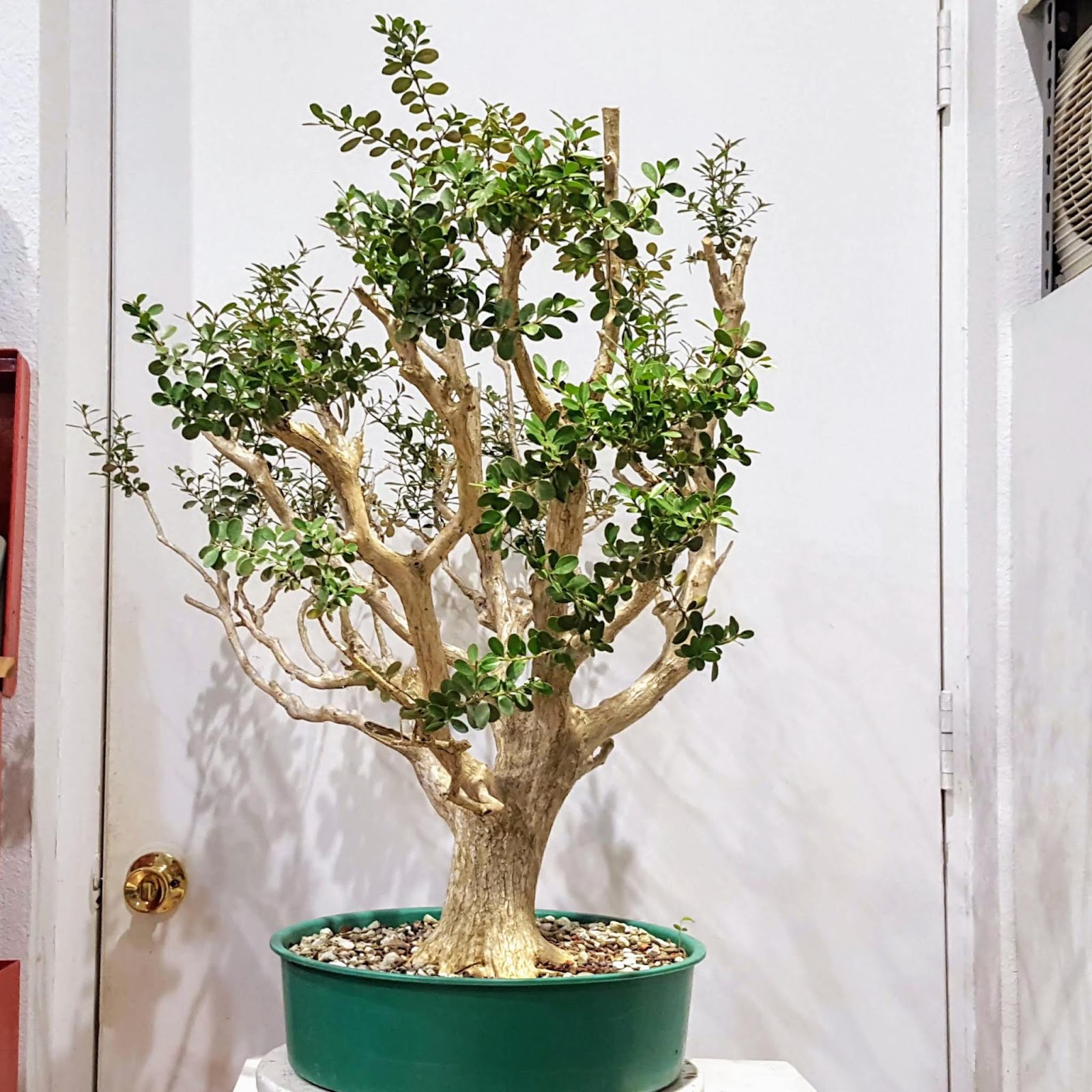 Variegated Boxwood Bonsai