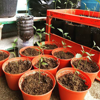 Cara Mudah Menanam Cabe Rawit Dalam Pot Atau Polybag - Cara Menanam