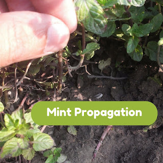 Veggies Home Kitchen Garden: Mint Growth, Propagation, Pruning and Harvest