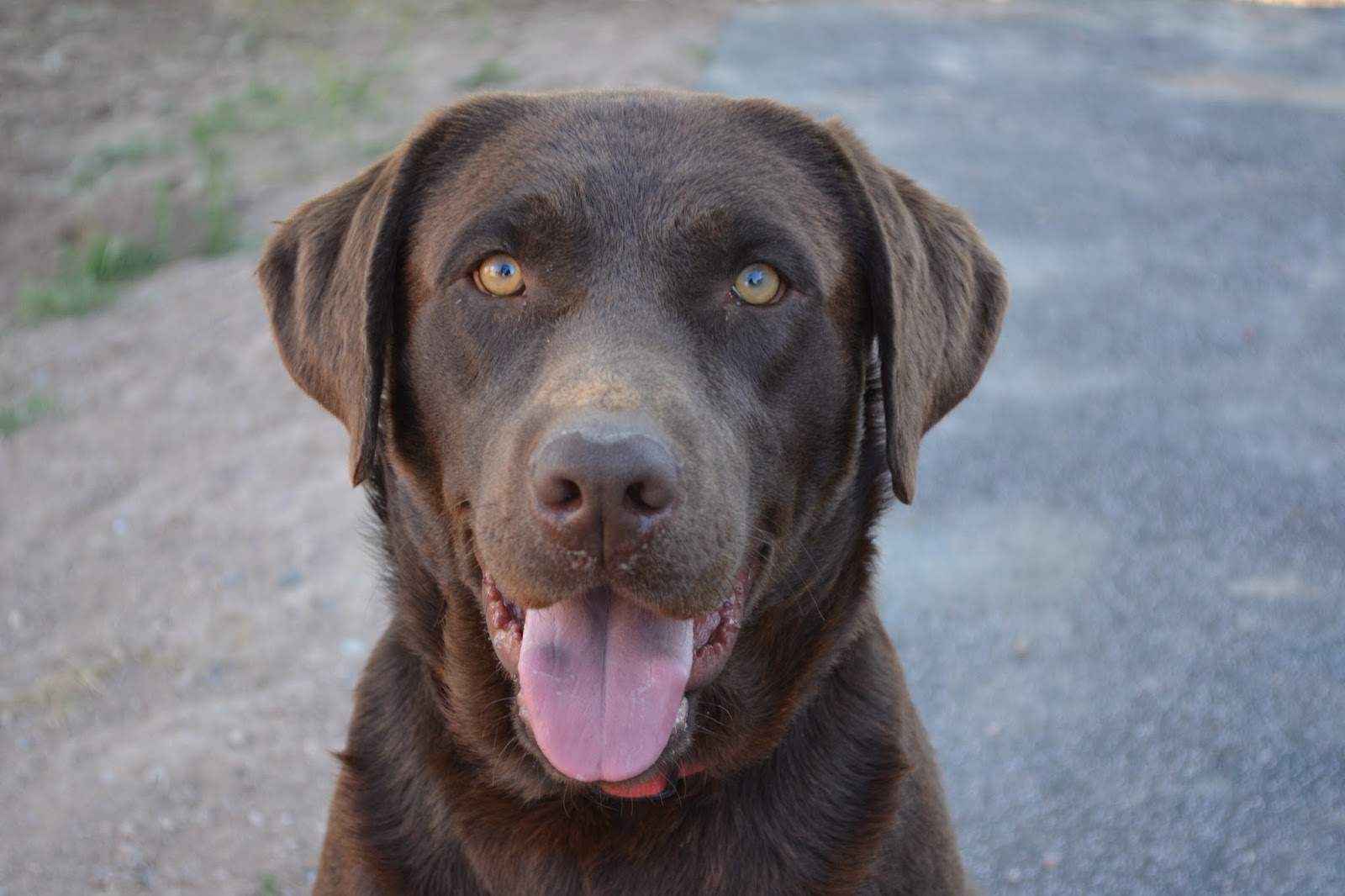 Cozy Acres Farm : Labrador Retriever Parents