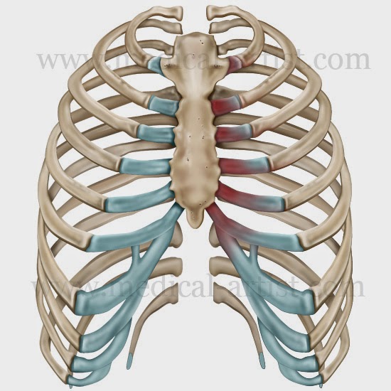 MMPress: RELACIÓN ENTRE COSTOCONDRITIS Y FIBROMIALGIA