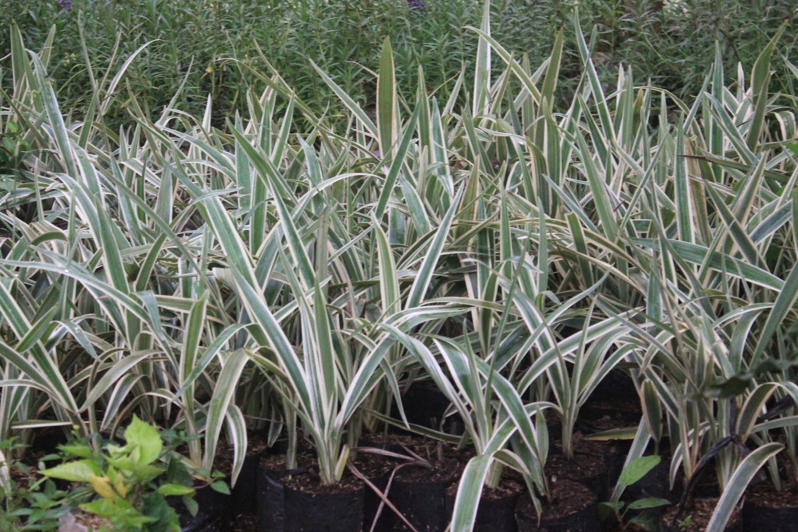 Jual Pohon Lili Paris Murah | Pohon Lili Brazil | Aneka Tanaman Hias ...