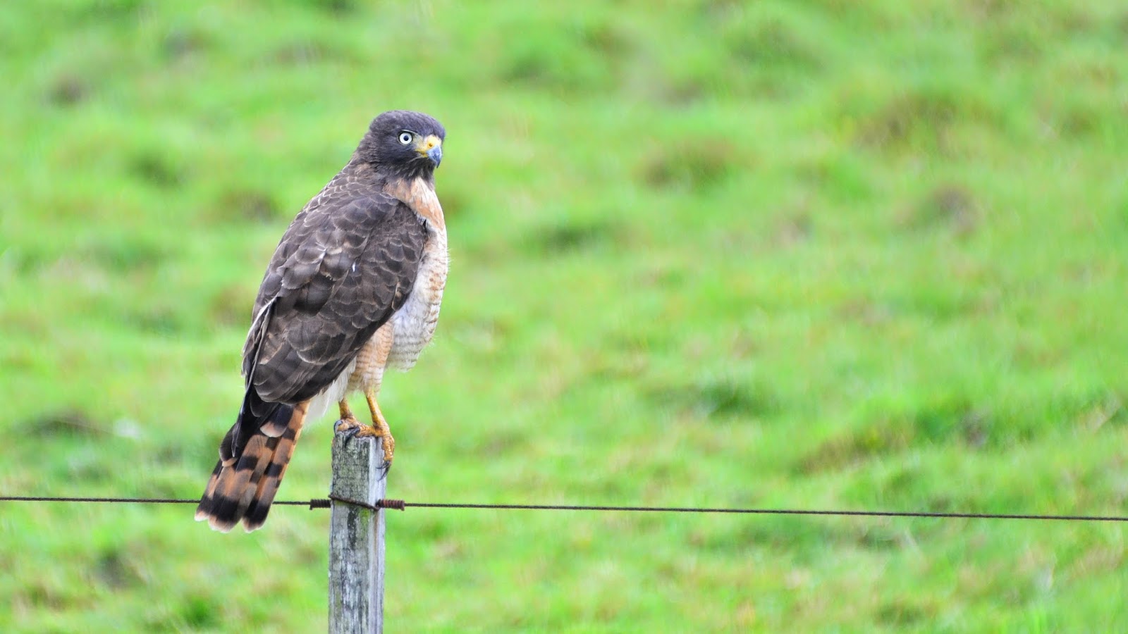Aves de La Floresta: Gavilán común