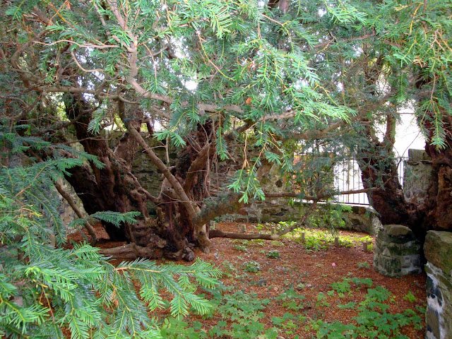 Roy's blog: HORTICULTURAL CURIOSITIES - Trees