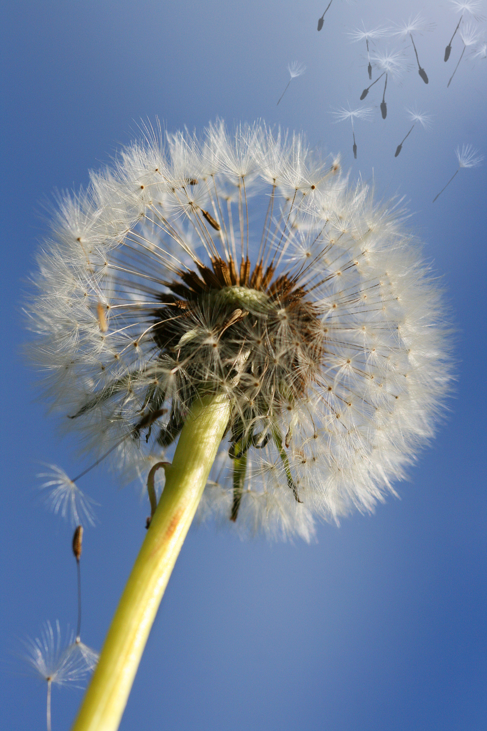 Mi Parcelita Bio Entrega: Diente de Leon