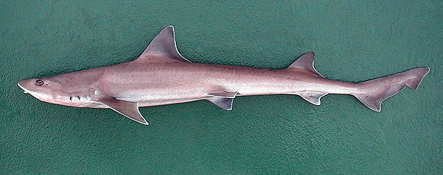 Artes de Pesca: VAMOS A PESCAR TIBURONES (Musola) Parte E