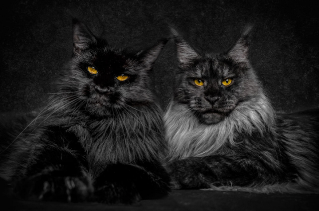 White Wolf : Glorious Photos of Maine Coon Cats Who Look Like Majestic ...