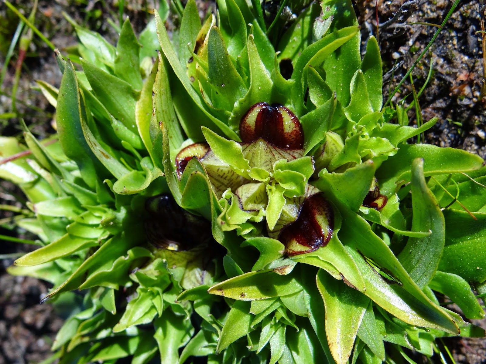 Caerulean Skies: South African Winter blooming orchids