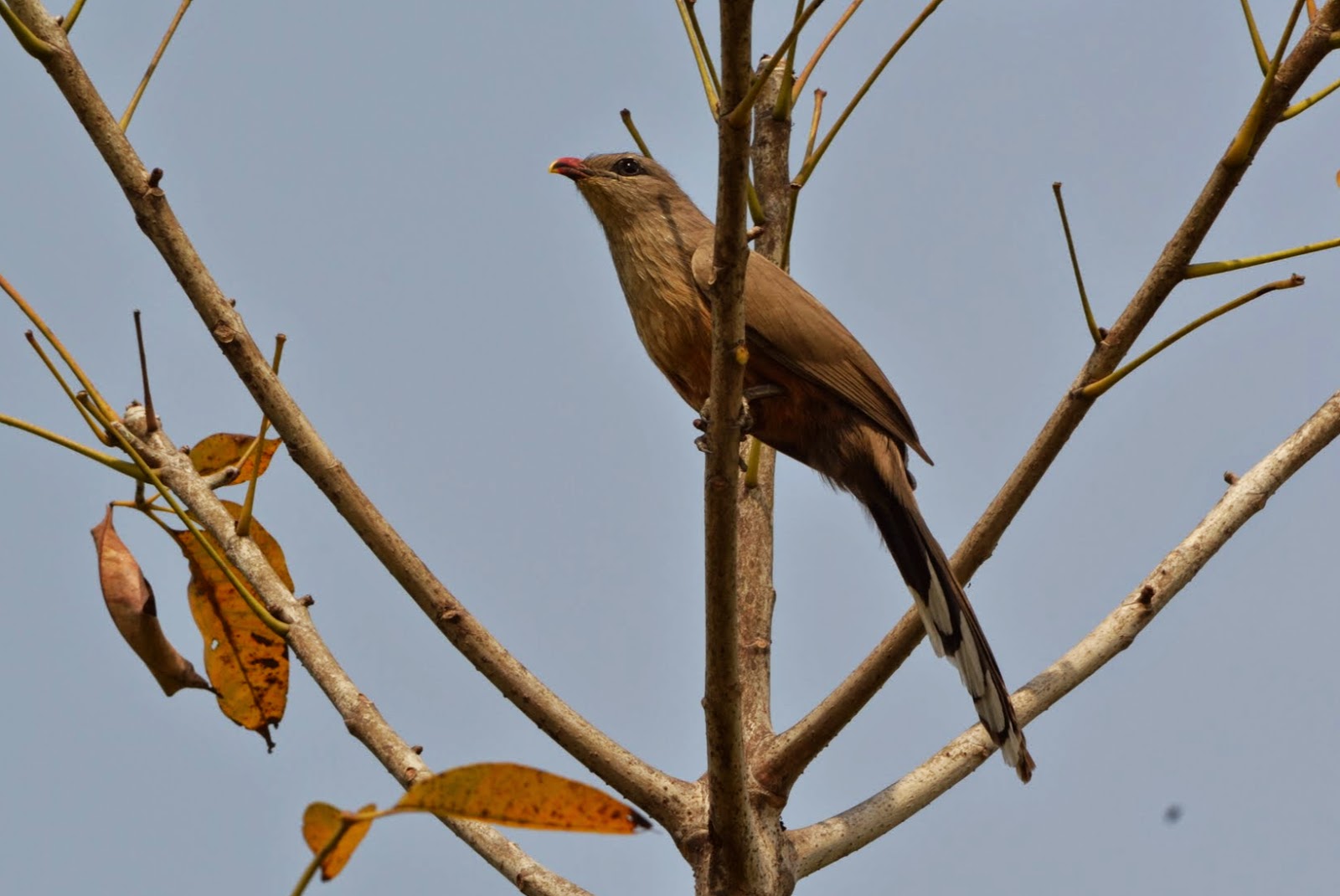 Jai's Bird Photography: SIRKEER MALKOHA OR SIRKEER CUCKOO ...