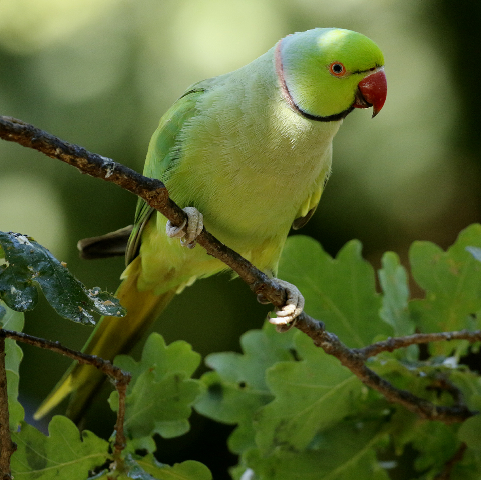 Black Audi Birding: The Rose ringed Parakeets of Kensington Gardens 3rd ...