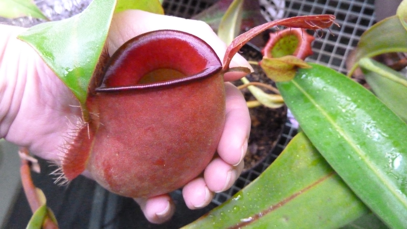 Hooray! Plants!: Nepenthes ampullaria 'Brunei Red' and some other Nep ...