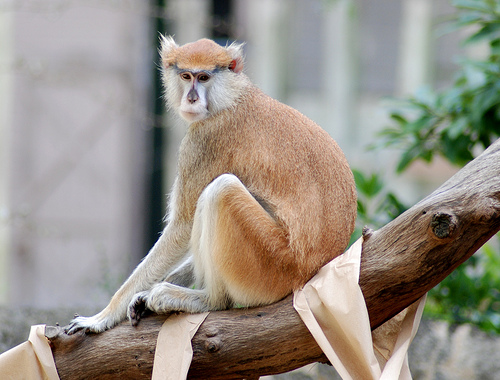 Patas Monkey - True Wildlife Creatures