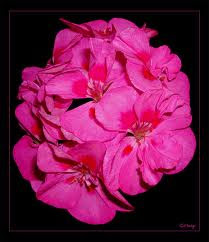 #polyvore #significado de los colores: El significado del color magenta ...