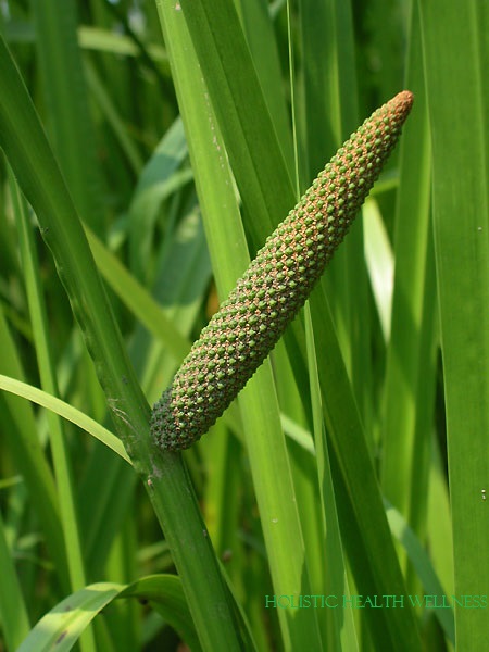 HOLISTIC HEALTH WELLNESS: VACHA - (Acorus calamus)