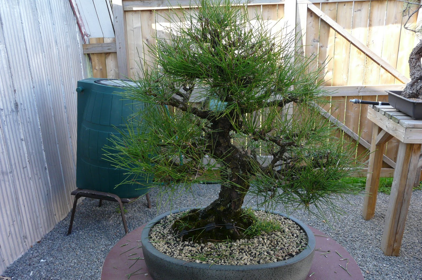 Bonsai au Québec: Pincage des chandelles d'un pin noir et d'un pin rigide