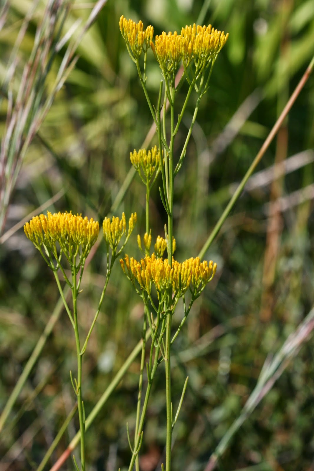 Native Florida Wildflowers: Coastalplain Rayless Goldenrod - Bigelowia ...