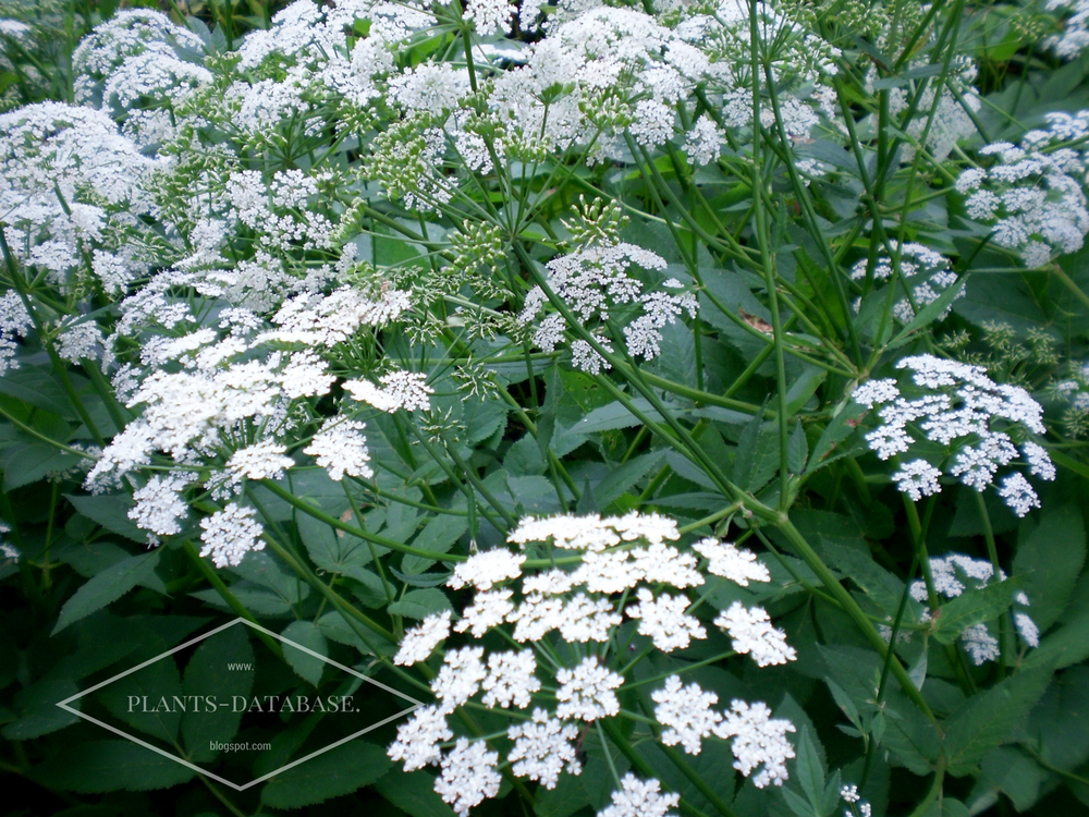 Plants Database: Podagrycznik pospolity (łac. Aegopodium podagraria)