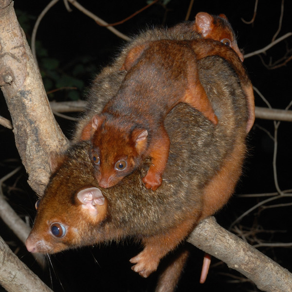 Possum TV: Baby Ringtail Surprise
