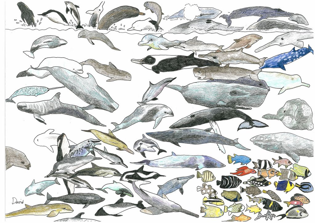 Weblogamorf: David Barth: tekentalent