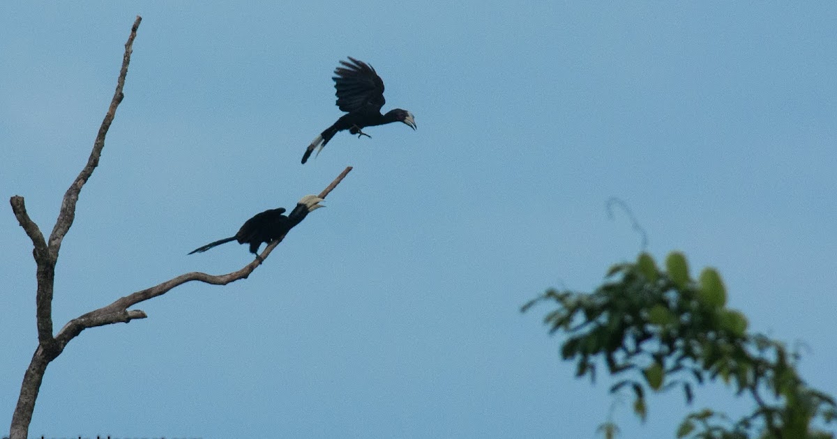 Zul Ya - Birds of Peninsular Malaysia: Burung Enggang di Semenanjung ...