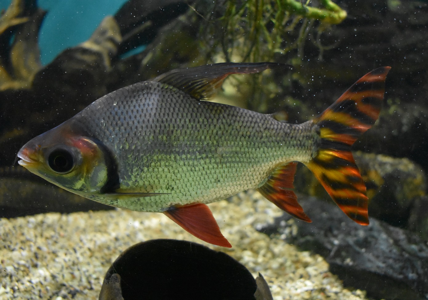 ZOOTOGRAFIANDO (6.100 ANIMALS): COLA DE BANDERA PLATEADO / SILVER ...