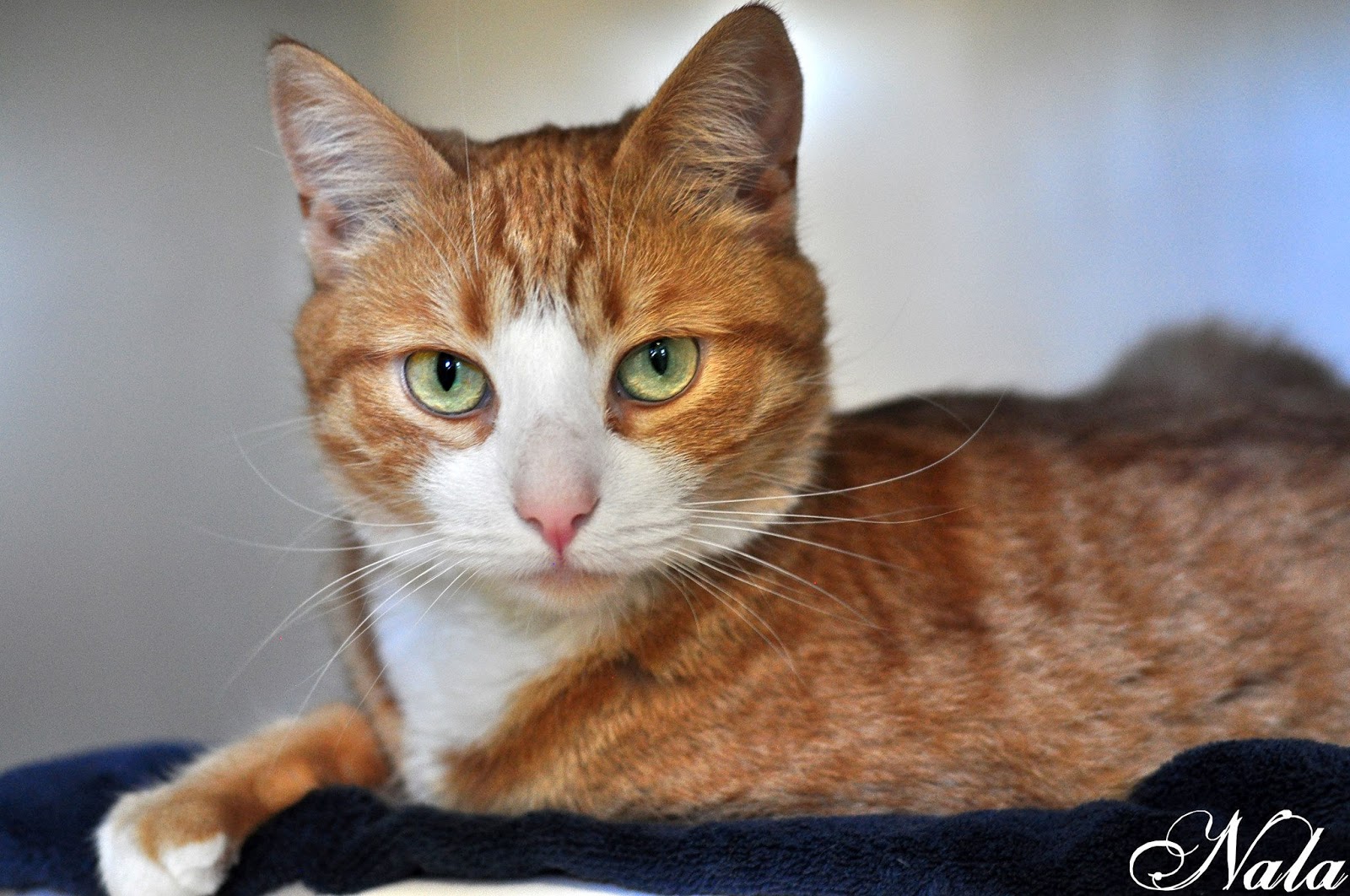 Shelter News: Shelter News - June 17, 2017