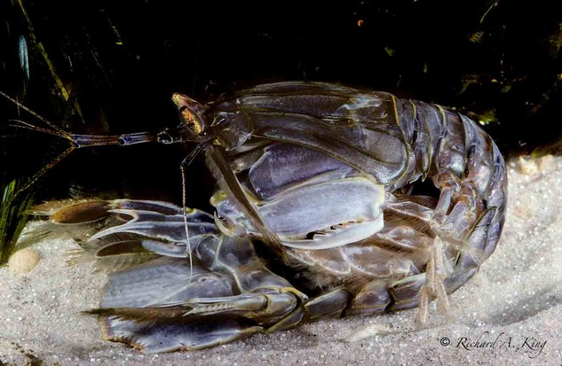 Variety of Life: Squillidae