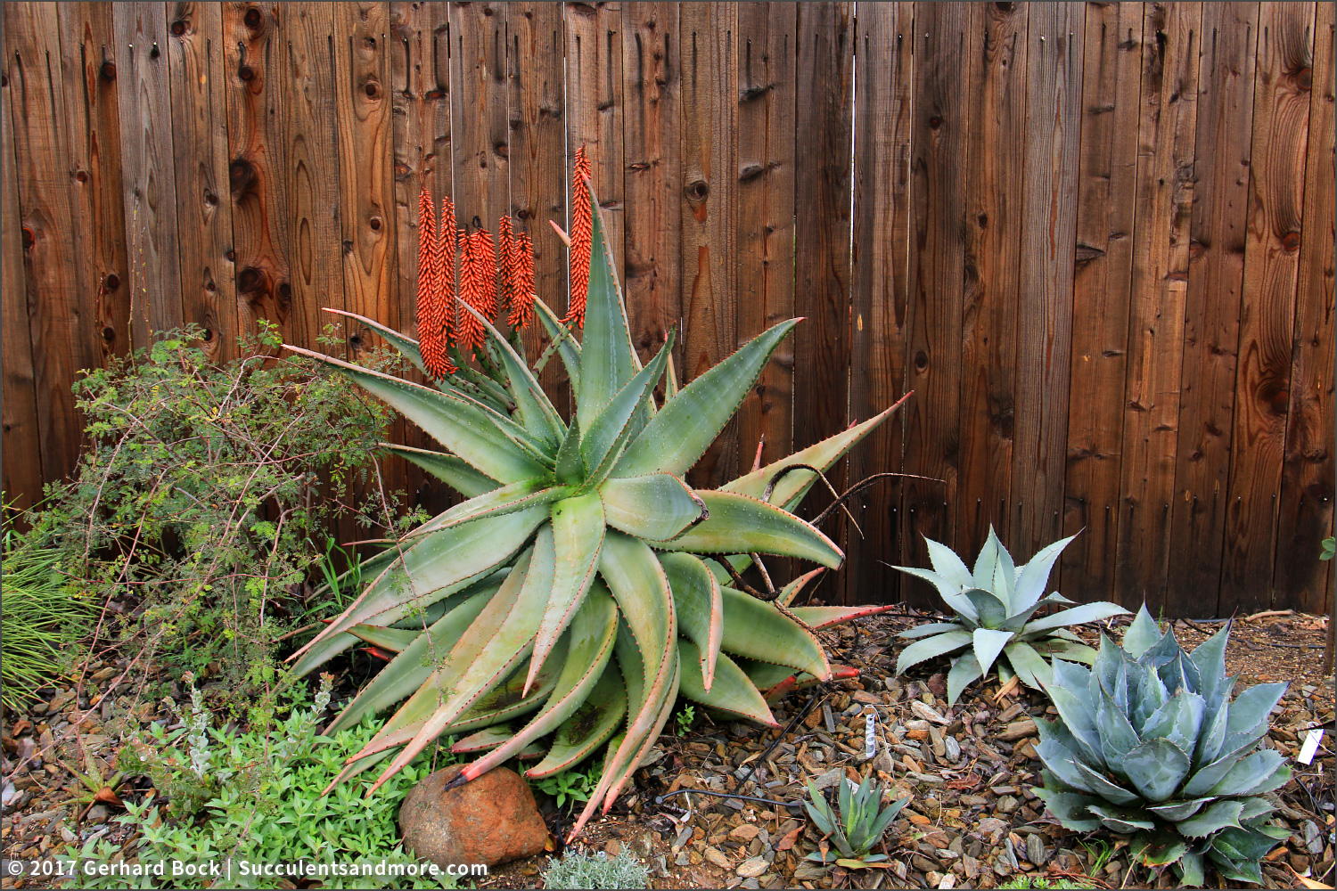 Aloes in the front yard finally blooming (Feb. 2017)