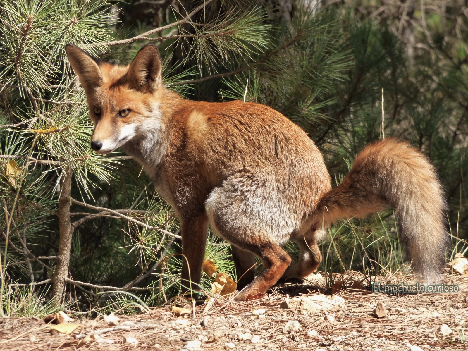 EL MOCHUELO CURIOSO: EL ZORRO ROJO, EL BANDOLERO DE NUESTROS BOSQUES.