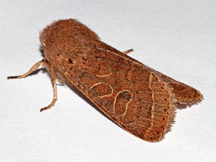 gobirding.eu Mothing Diary: Thompson Water moths & inverts