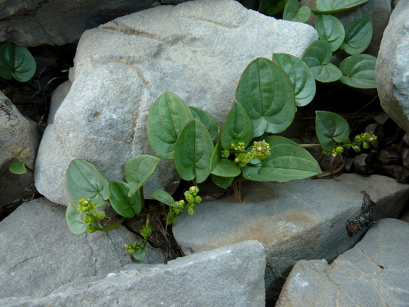 PASOS: Ibones de Barleto (Sin, valle de Chistau), 14 de julio