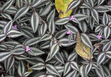 Zebrina pendula | Pustaka Flora | Database Tanaman Landscape