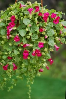 The Garden Plot: Hanging Flower Baskets from The Suntory® Collection ...
