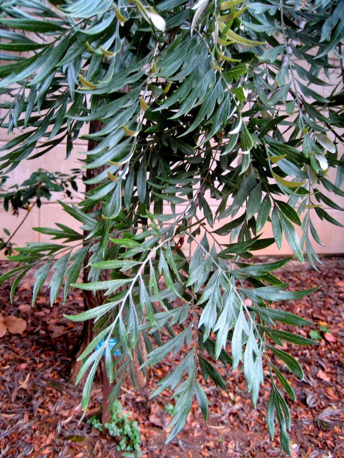 Árboles con alma: Roble australiano (Grevillea robusta)