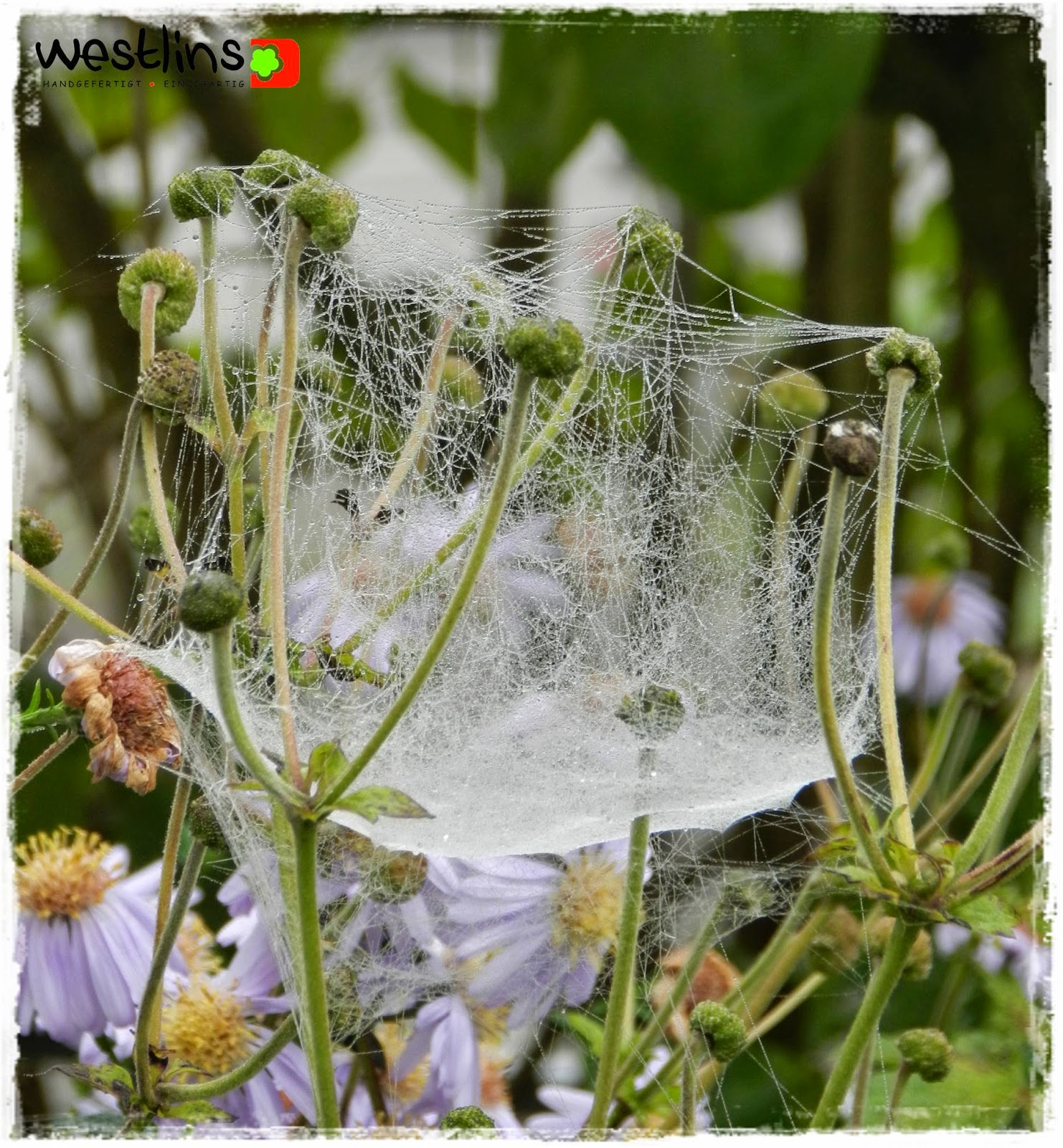 Westlins: ULM ... die Hauptstadt des Nebelreiches!