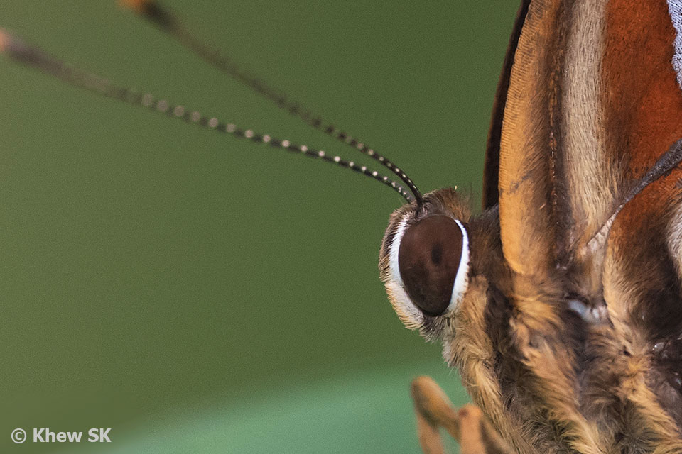 Butterflies of Singapore: The Butterfly Labial Palps