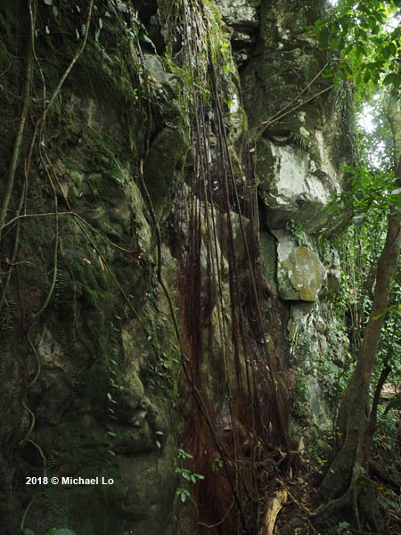 The rainforests of Borneo & Southeast Asia: Begonia promethea ...